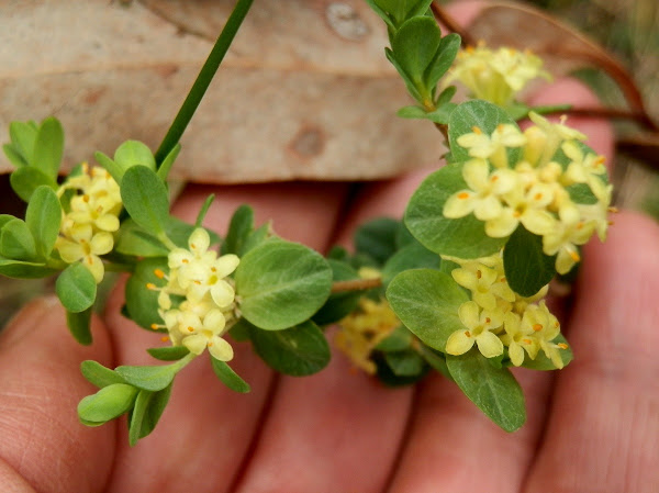 Yellow Rice-flower | Project Noah