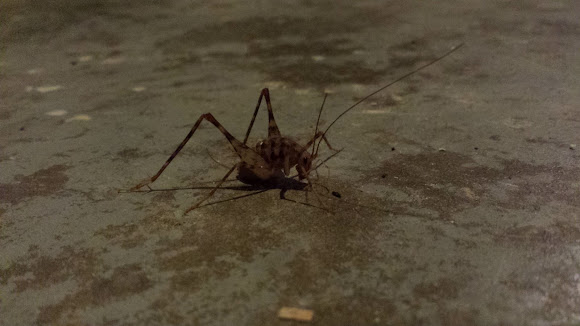 Spider Cricket Hybrid