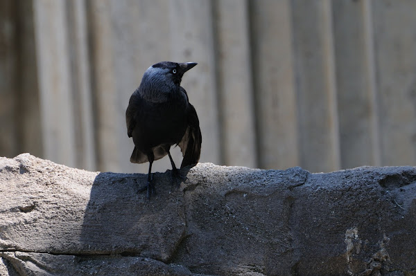 Jackdaw | Project Noah