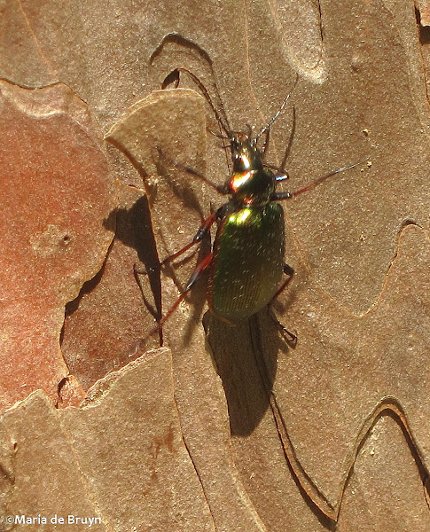 Fiery searcher beetle | Project Noah