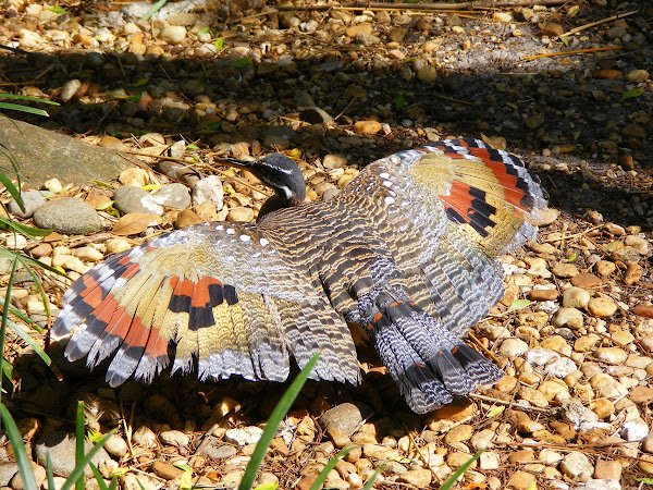 Sunbittern | Project Noah