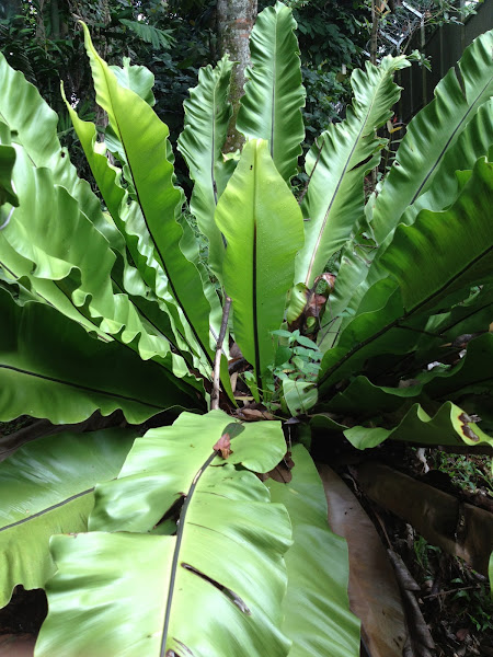Birds Nest Fern | Project Noah