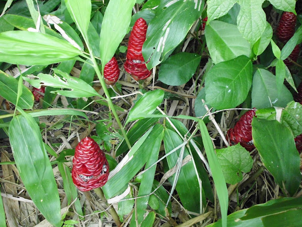 Lempuyang wangi | Project Noah