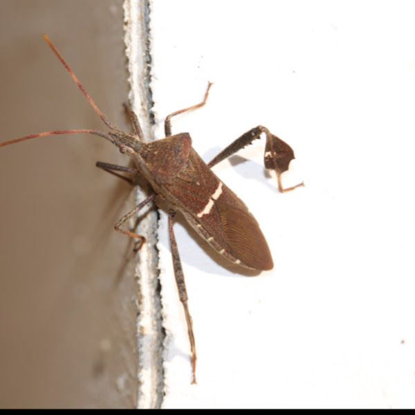 western leaf-footed bug | Project Noah