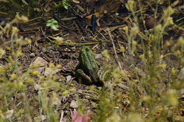 Edible Frog | Project Noah