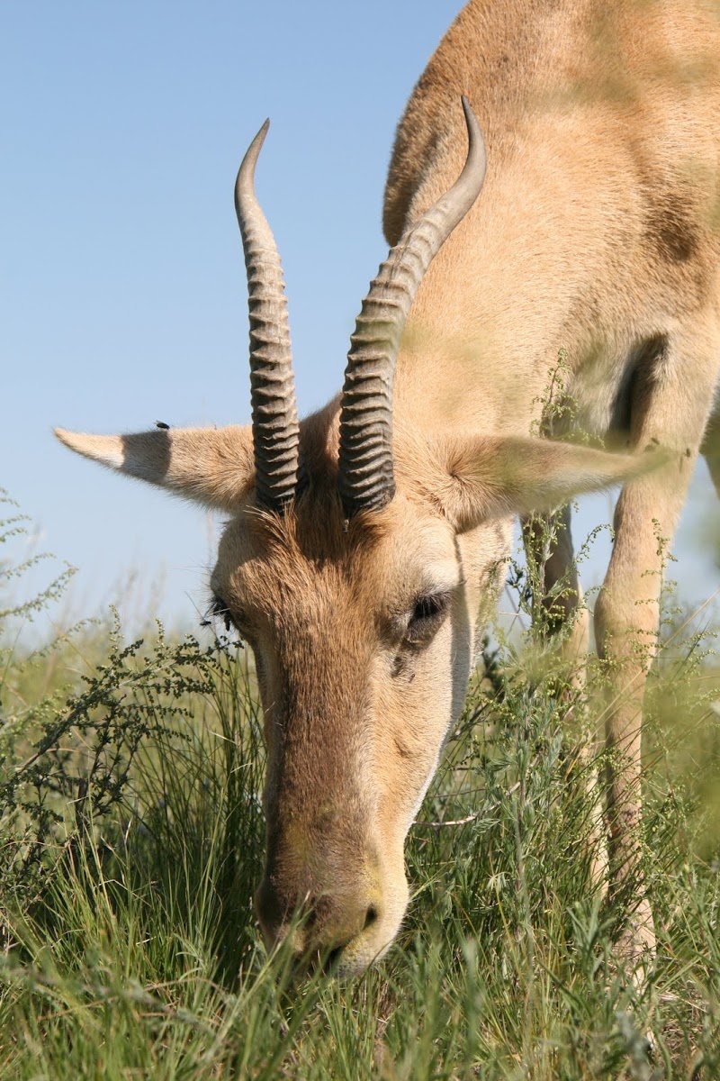 Mongolian Gazelle | Project Noah