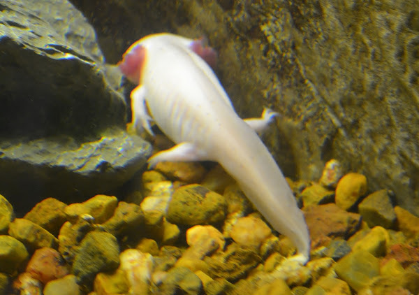 Axolotl | Project Noah