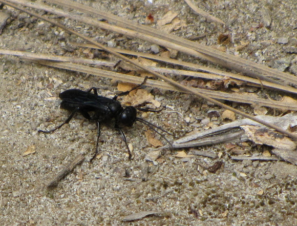 Cricket-hunting wasp | Project Noah