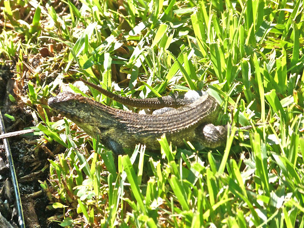 Florida scrub lizard | Project Noah