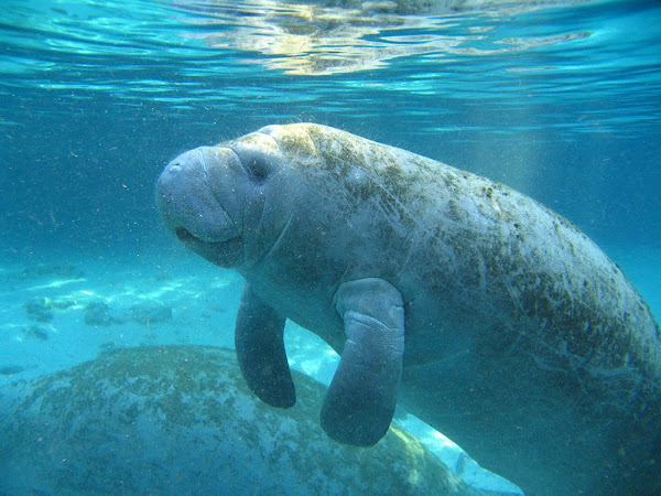 Manatee | Project Noah