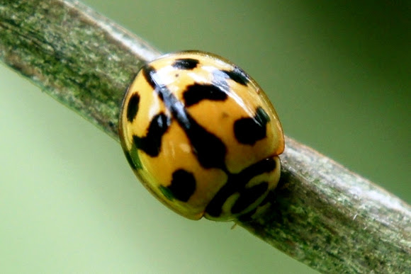 Indian Wave Striped Ladybug | Project Noah