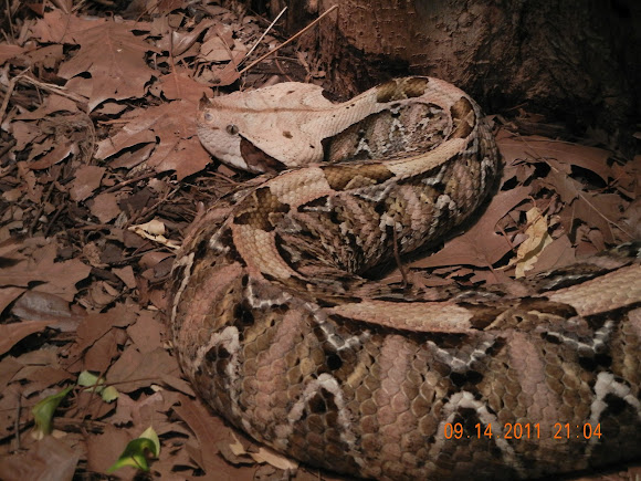 West African gaboon viper | Project Noah