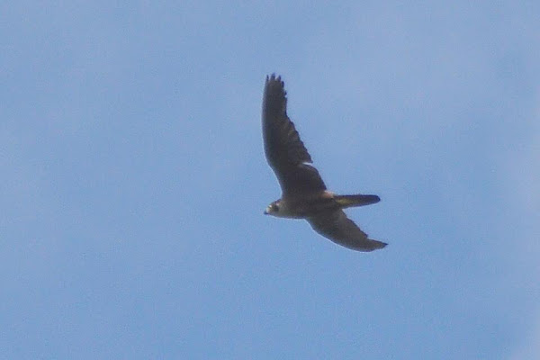 Shaheen Falcon | Project Noah