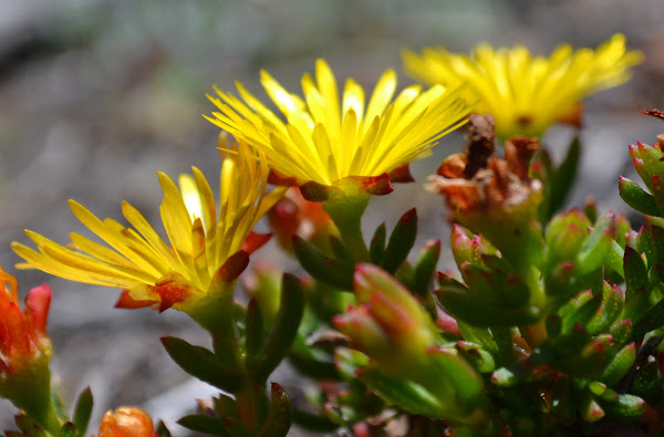 Bicoloured lampranthus | Project Noah
