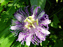 Passionflower | Project Noah