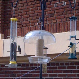 Lesser goldfinch | Project Noah