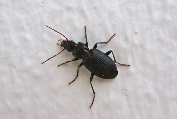 Common Black Ground Beetle | Project Noah