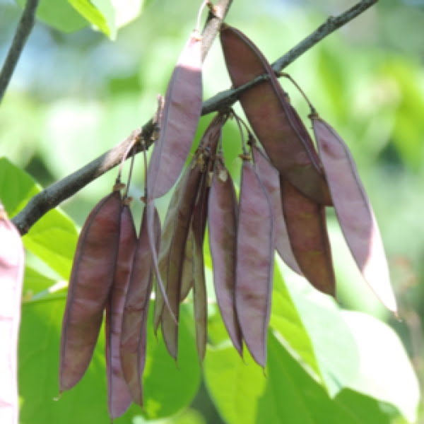 Redbud seedpods | Project Noah