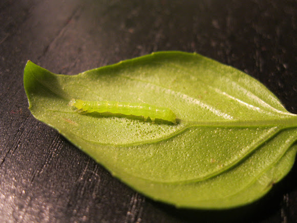 Tomato Looper | Project Noah