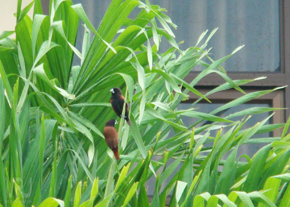 Maya Pula "Red Maya" | Project Noah