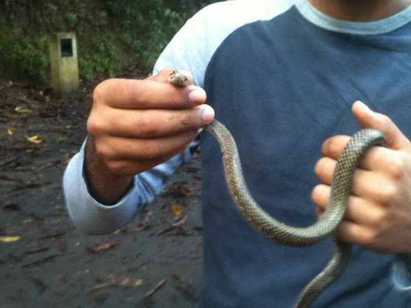 Puerto Rican Racer | Project Noah