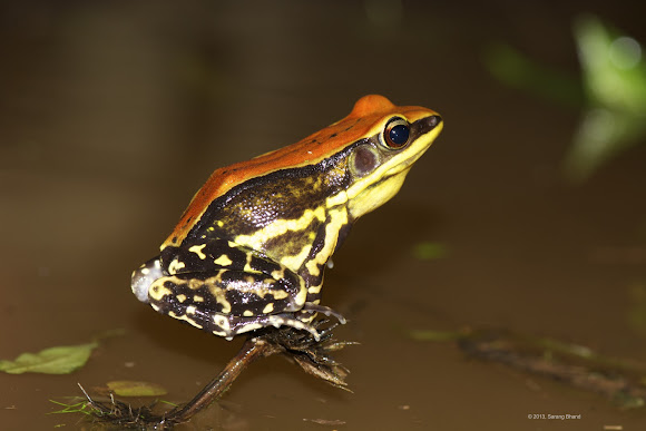 Fungoid Frog | Project Noah