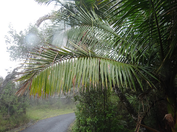 Palma de Sierra | Project Noah