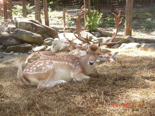 Fallow Deer | Project Noah