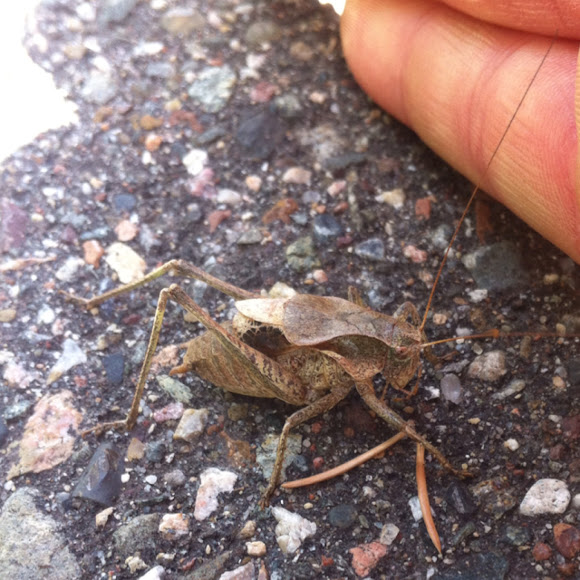 shield-backed katydid | Project Noah