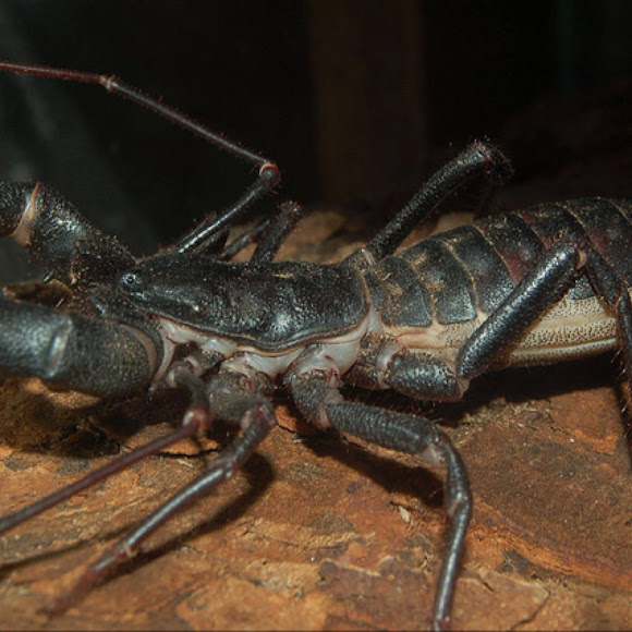 Vinagrillo | Project Noah