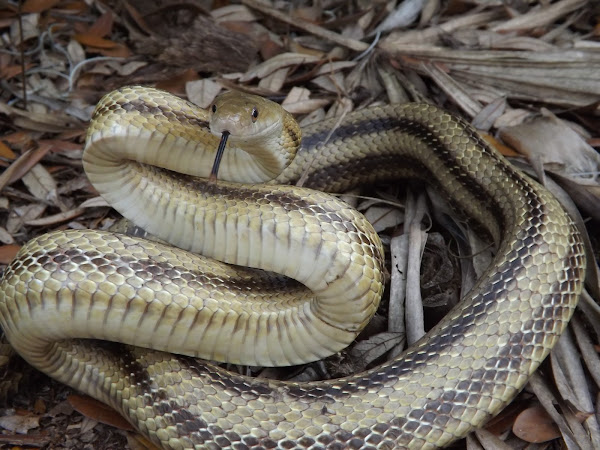 Yellow Rat Snake | Project Noah