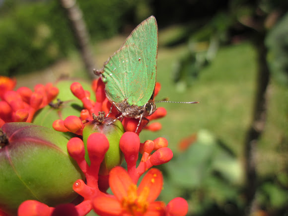 Greenstreak | Project Noah