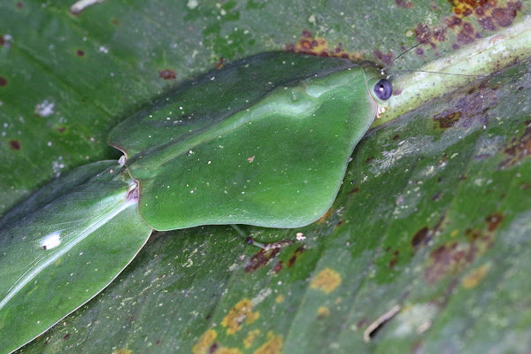 Hooded Mantis | Project Noah