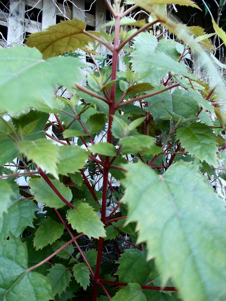 Makomako | Project Noah