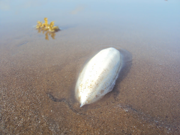 cuttlefish(spine) | Project Noah