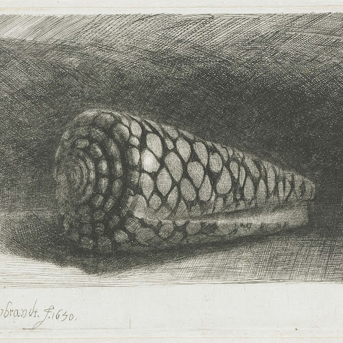 The shell, Rembrandt van Rijn, 1650 - Rijksmuseum