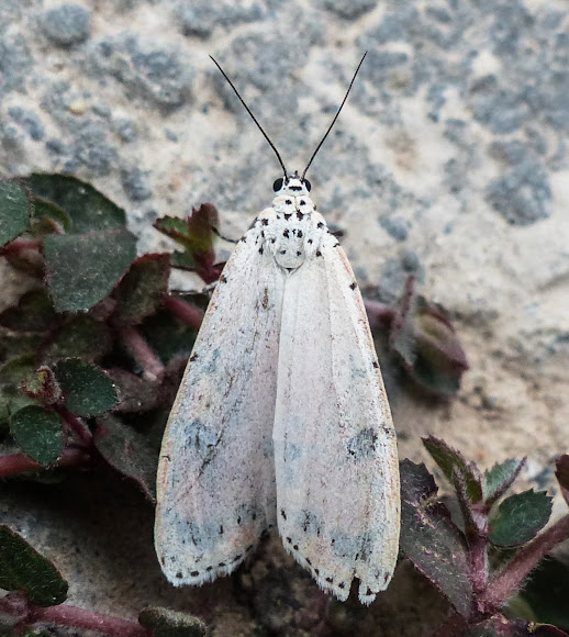 Bella Moth, Ornate Moth or Rattlebox Moth | Project Noah
