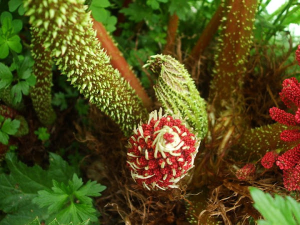 Nalca | Project Noah