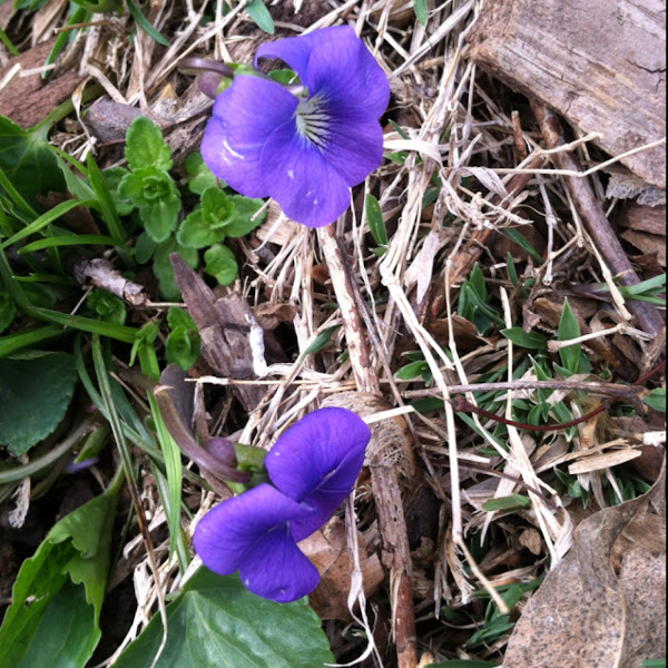 Wild violets | Project Noah