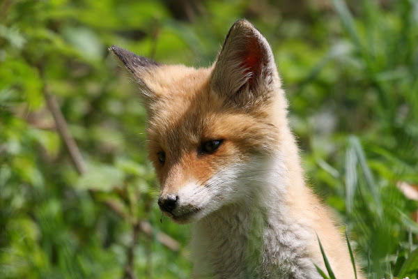 Red Fox | Project Noah