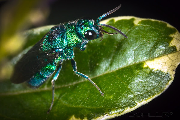 cuckoo wasp | Project Noah