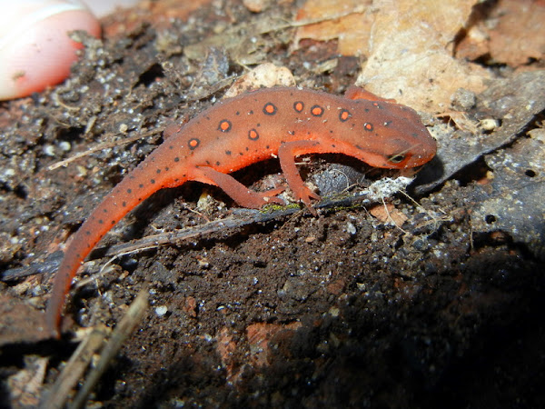 Eastern (Red-Spotted) Newt | Project Noah