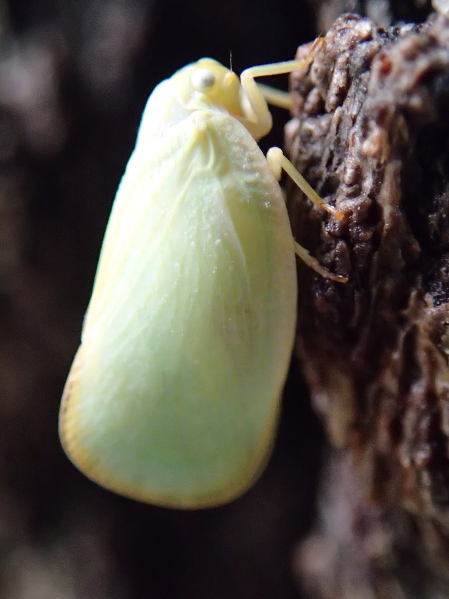 Flatid Planthopper | Project Noah