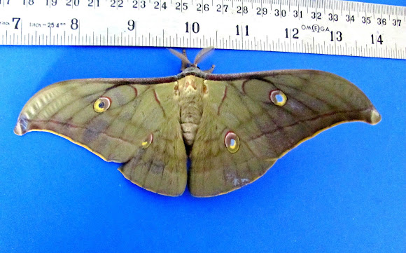 Oak-Tussar Silk Moth | Project Noah