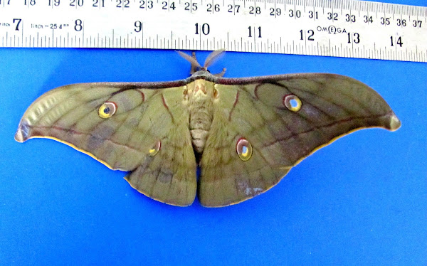 Oak-Tussar Silk Moth | Project Noah