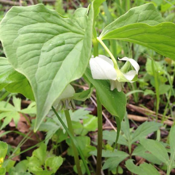 Nodding Trillium | Project Noah