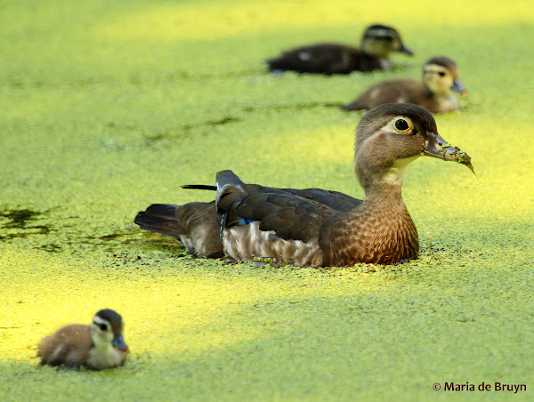 Wood duck | Project Noah