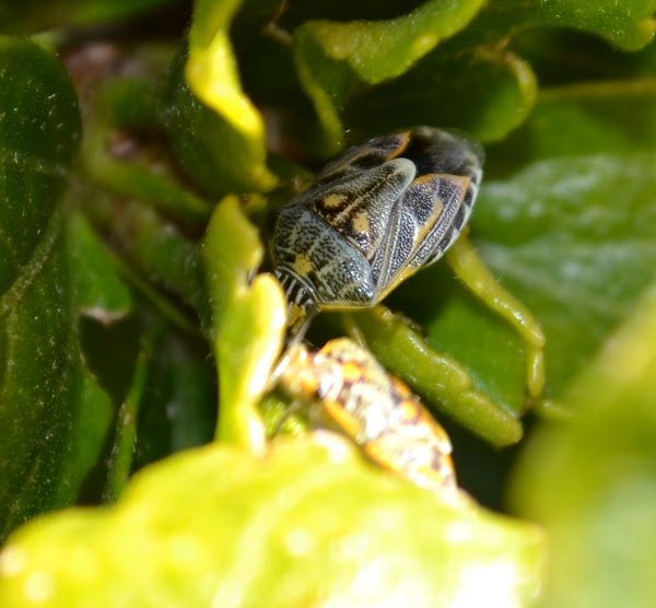 Antestia bug | Project Noah