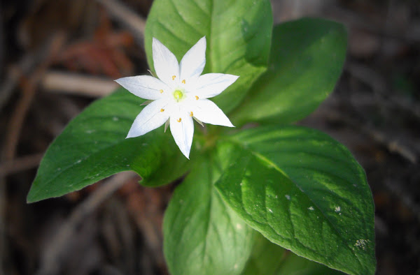 Arctic Starflower | Project Noah