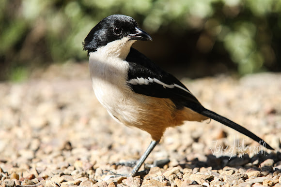 Southern Boubou | Project Noah